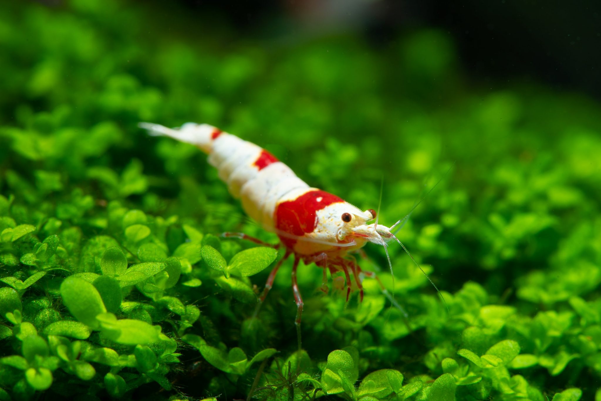How To Set Up A Freshwater Shrimp Tank In 11 Easy Steps! - Aquarium Culture