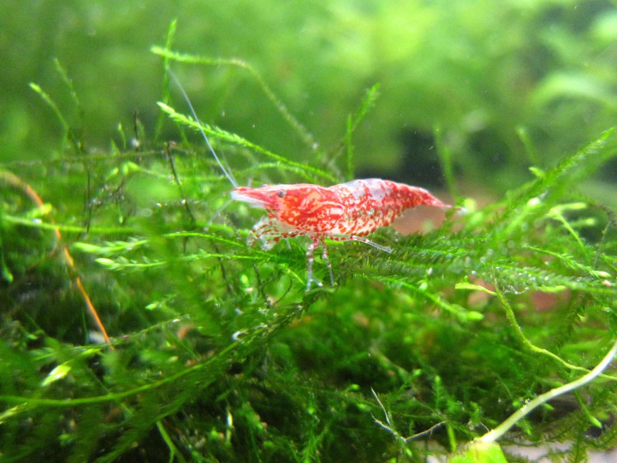 How To Set Up A Freshwater Shrimp Tank In 11 Easy Steps! – Aquarium Culture