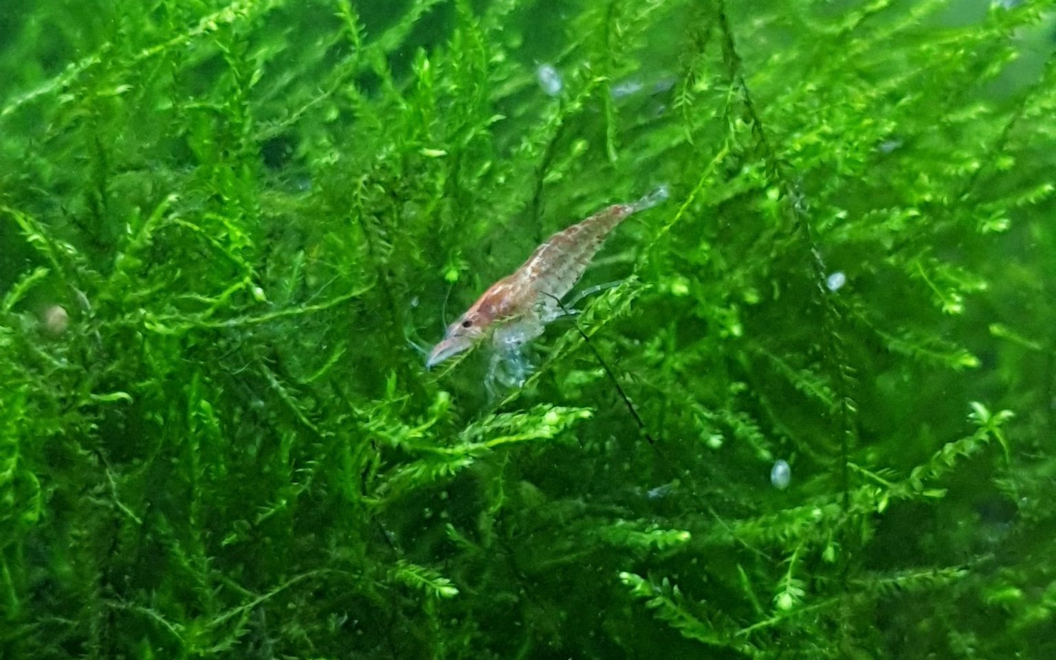 Types of Red Cherry Shrimp - Aquarium Culture