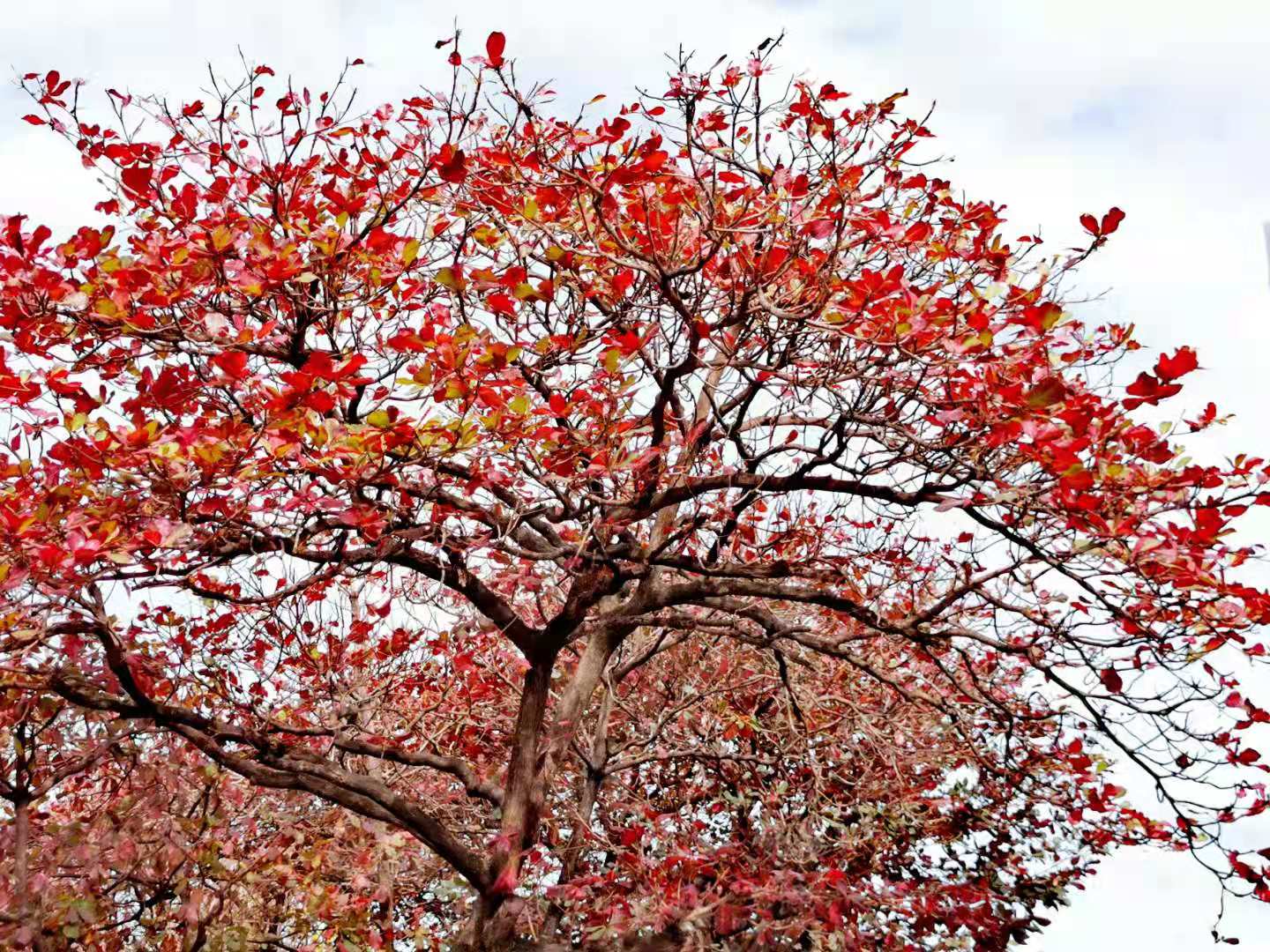 What Are Indian Almond Leaves? And Why Should You Use Them? (Catappa ...